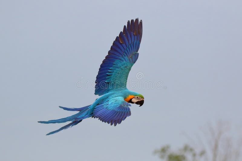 Beautiful Macaw Parrot Flying in the Park. Stock Photo - Image of ...