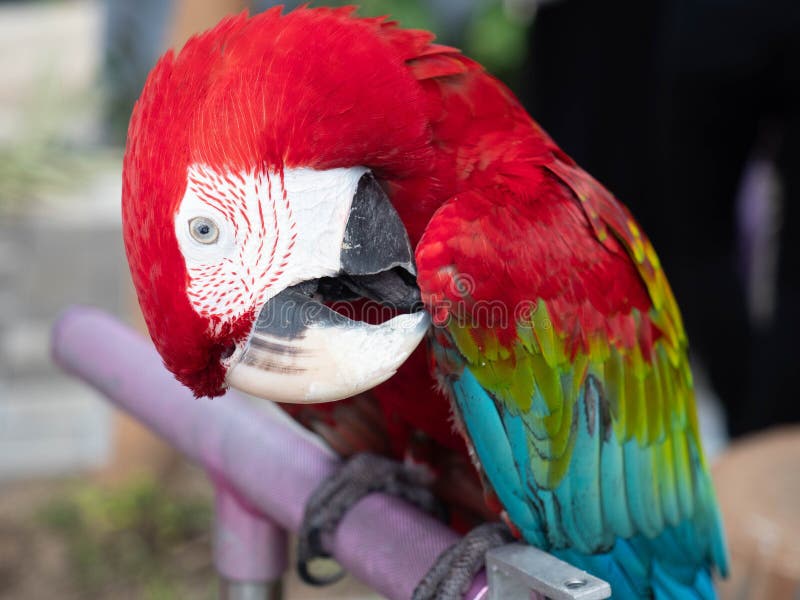 Beautiful Macaw Parrot in the Park. Close Up Stock Photo - Image of ...