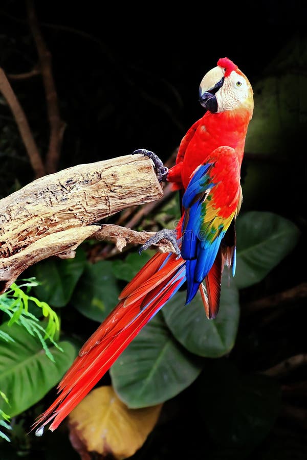 Beautiful Macaw, Parrot stock photo. Image of bright - 55589502