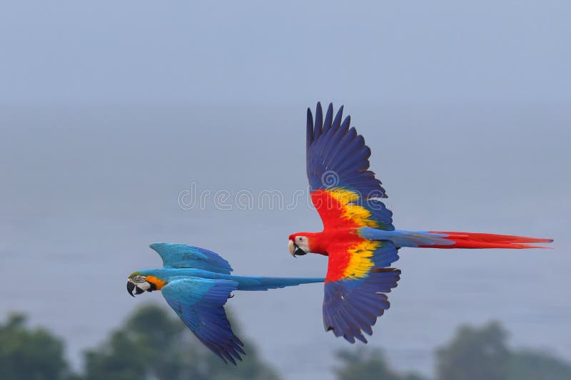 Beautiful Macaw Parrots Flying in the Sky. Stock Photo - Image of farm ...