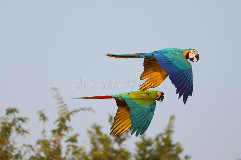 Beautiful Macaw Parrots Flying in the Sky. Stock Image - Image of ...