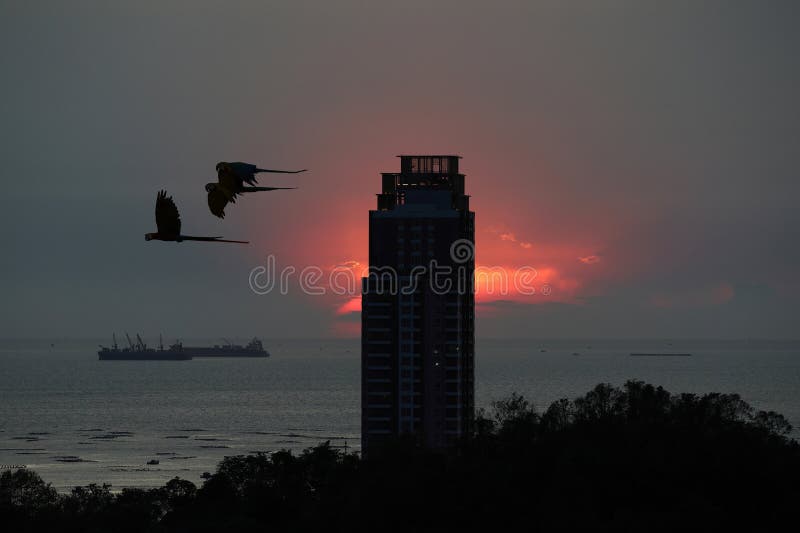Beautiful Macaw Parrots Flying in the Sky during Sunset. Stock Image ...
