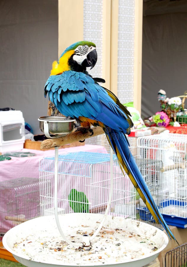 A Beautiful Macaw Staring at the Back Side Stock Image - Image of ...