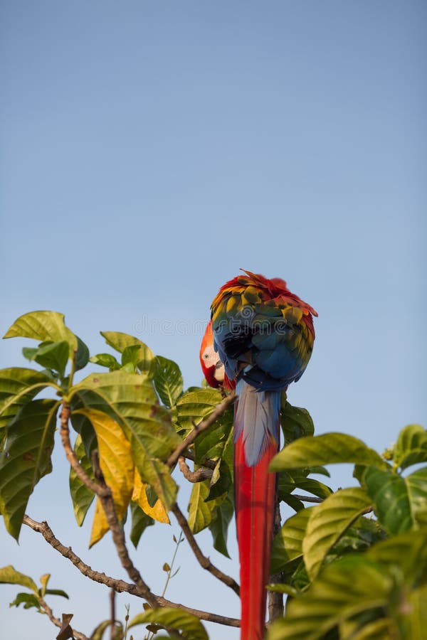 Beautiful macaw stock photo. Image of tree, macaw, leaf - 47448242