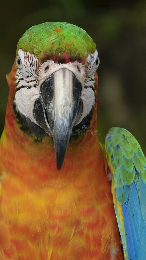 The Beautiful Macaw in the Zoo Stock Photo - Image of colourful ...