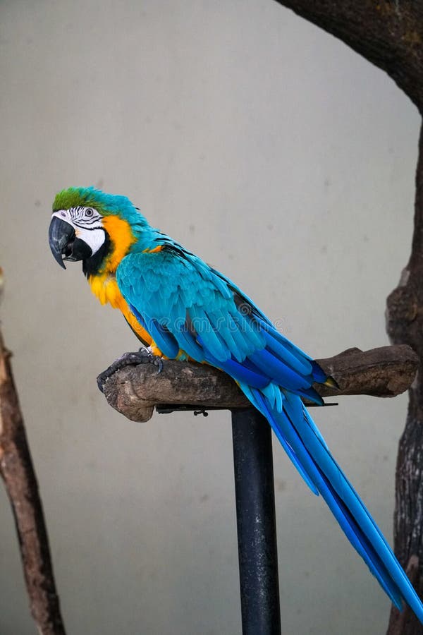 Big beautiful macaws stock image. Image of brazil, beautiful - 52111875