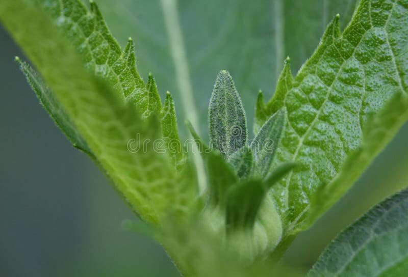 Beautiful Macro of a Budding Green Plant Stock Image - Image of plant ...
