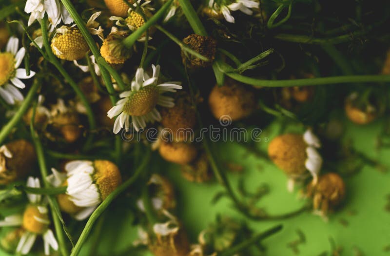 Beautiful Macro Close Up of Chamomile Flowers / Plant Stock Image ...
