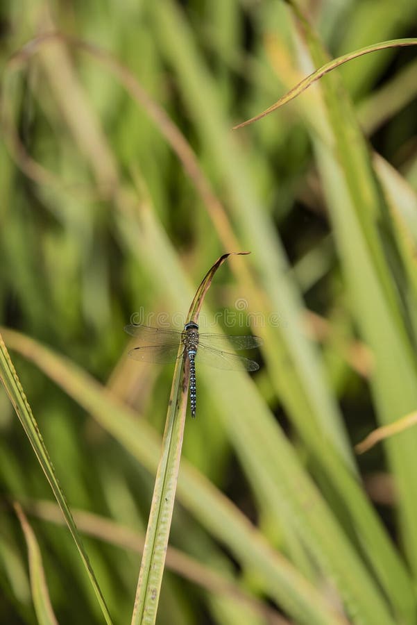 Common Hawker Dragonfly 2 stock image. Image of africa - 50937489