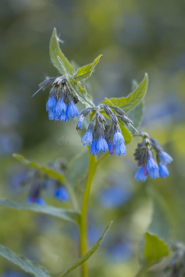 Macro of Comfrey Symphytum Bloom Stock Image - Image of symphytum ...