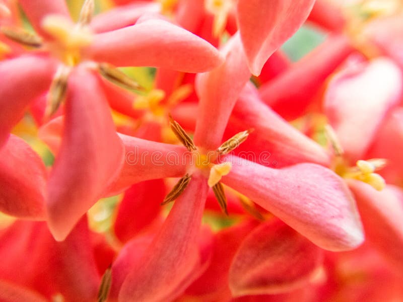 Beautiful Macro of Exotic Strange Flowers in Spring - 6 Stock Image ...