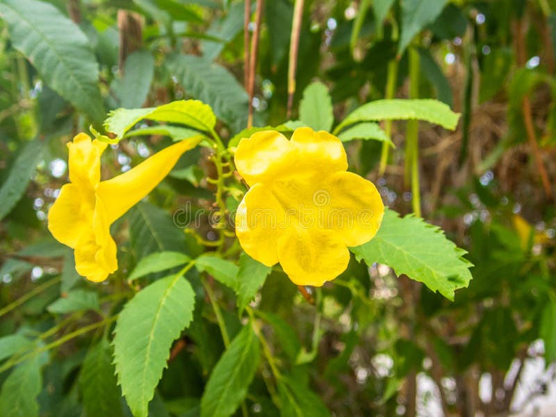 Beautiful Macro of Exotic Strange Flowers in Spring - 6 Stock Image ...