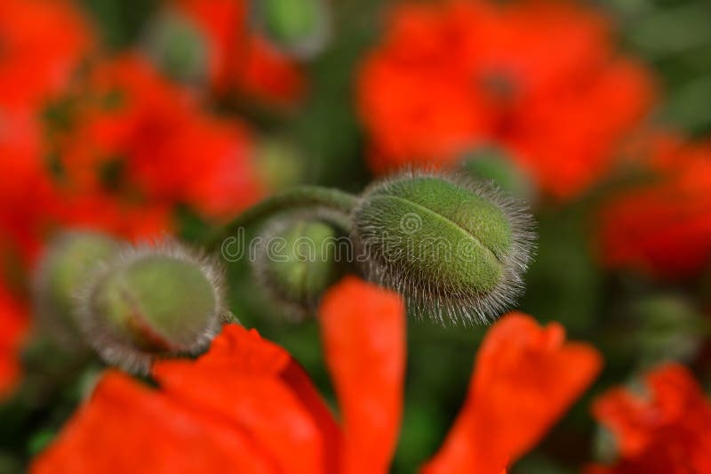 Beautiful Macro Image of Poppy Buds Stock Image - Image of countryside ...