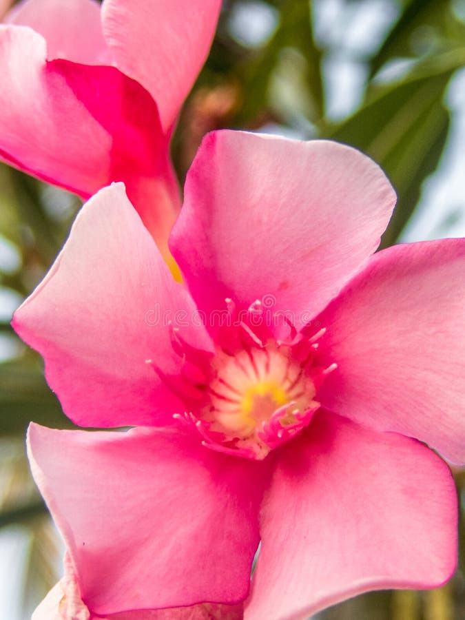 Beautiful Macro of Oleander Flowers in Spring - 2 Stock Photo - Image ...