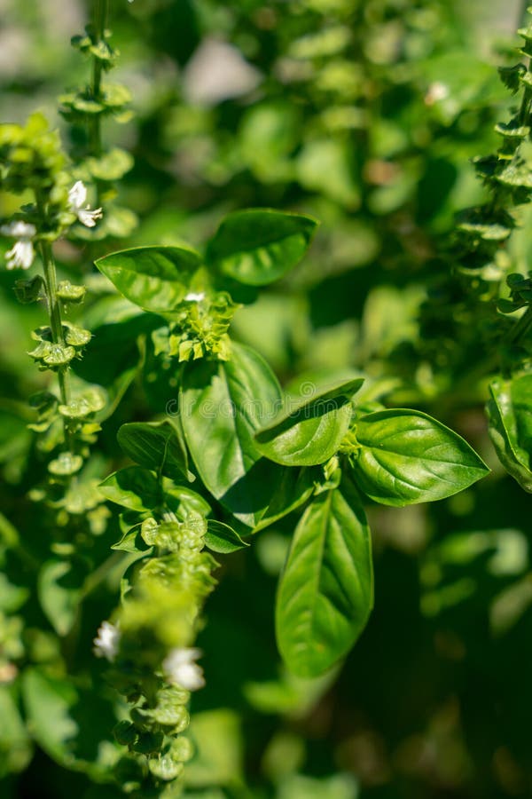 Beautiful Macro Photo of a Green Basil Bush in Sunlight Stock Photo ...