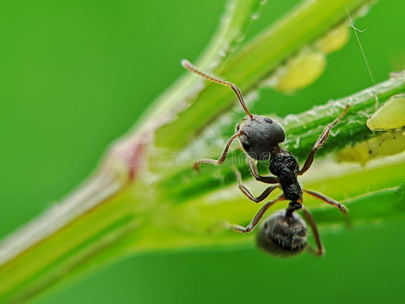 Beautiful Macro Photography of Cute Ant Stock Photo - Image of blooming ...
