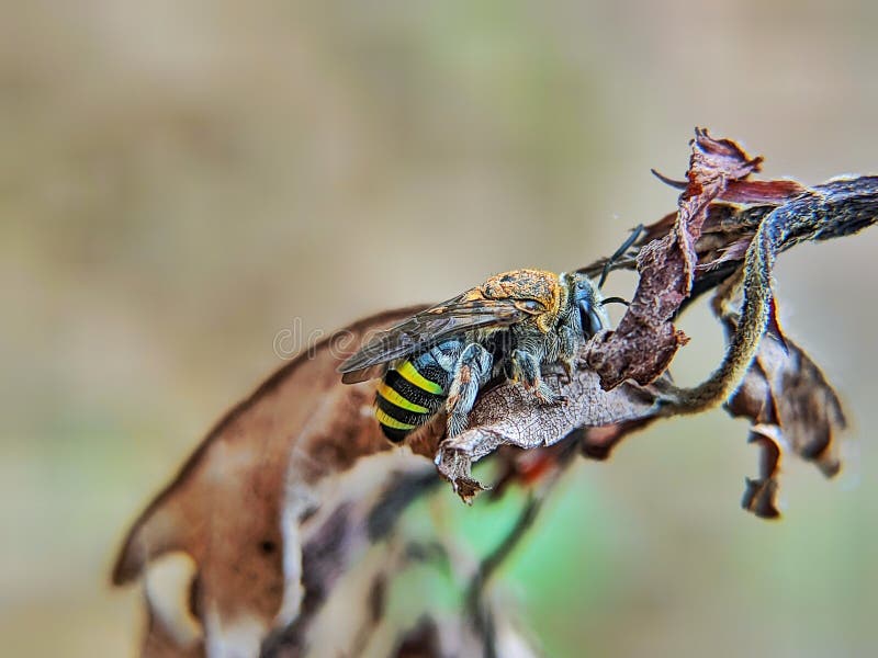 Beautiful Macro Photography of Cute Bee Stock Photo - Image of ...