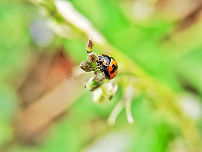 Beautiful Macro Photography of Cute Lady Bug Stock Image - Image of ...