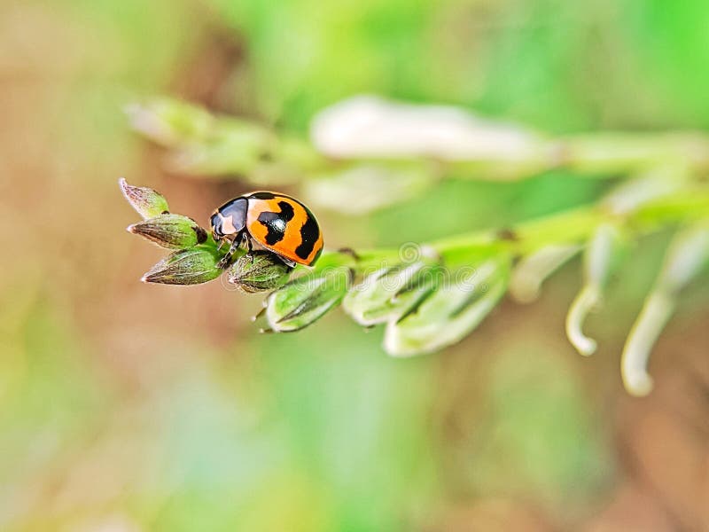 Beautiful Macro Photography of Cute Lady Bug Stock Photo - Image of ...