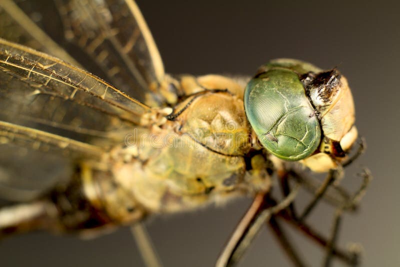 Macro Photography of Dragonfly on Black Background Stock Photo - Image ...
