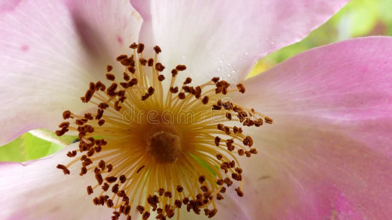 Beautiful Macro Pink Open Rose with Pollen Stock Photo - Image of pink ...