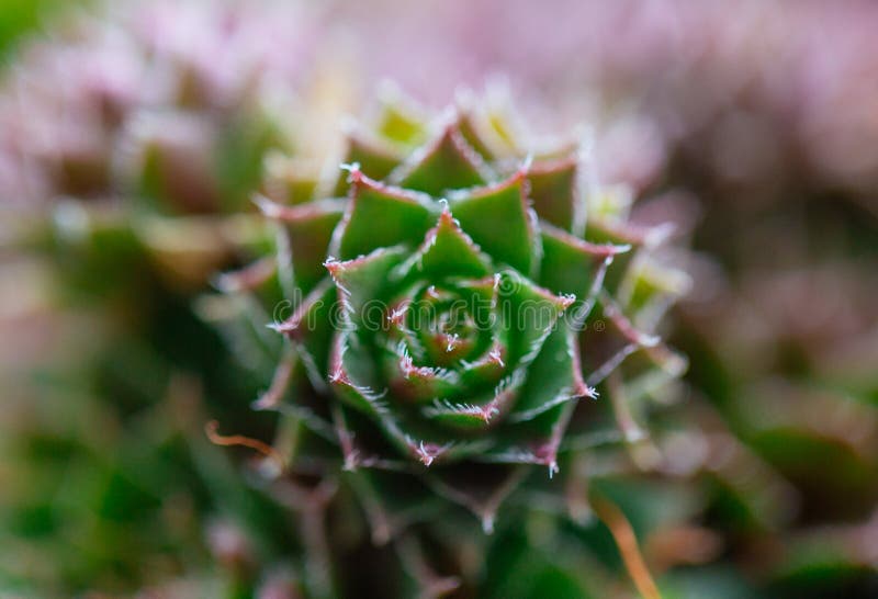 A macro plant stock photo. Image of sunny, color, bush - 75047194