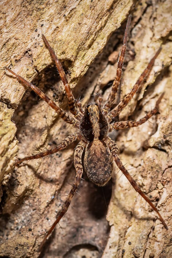 Beautiful Macro Shot of Forest Spider Stock Image - Image of gardening ...