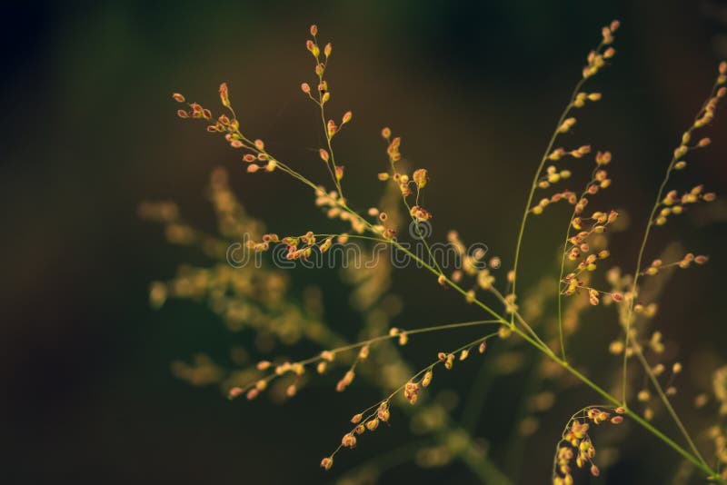 A Beautiful Macro Shot of Grass in the Morning Stock Photo - Image of ...