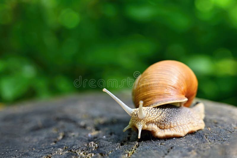 Beautiful Macro Shot of a Snail with a Shell Stock Image - Image of ...