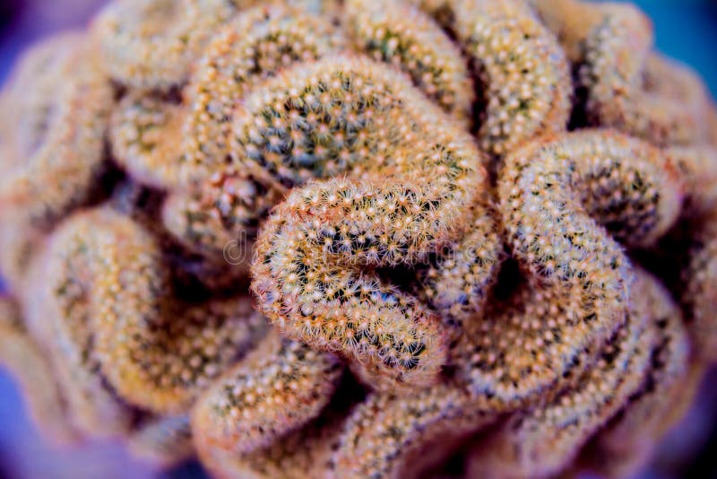 Beautiful Macro Shots of Prickly Cactus. Background and Textures Stock ...