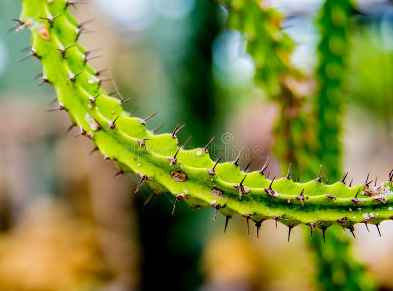 Beautiful Macro Shots of Prickly Cactus. Background and Textures Stock ...