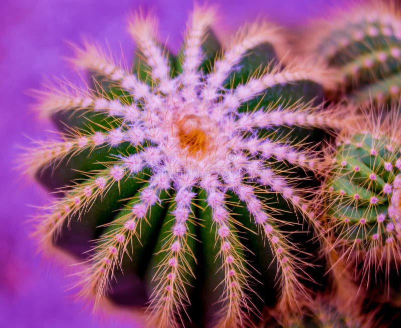 Beautiful Macro Shots of Prickly Cactus. Background and Textures Stock ...