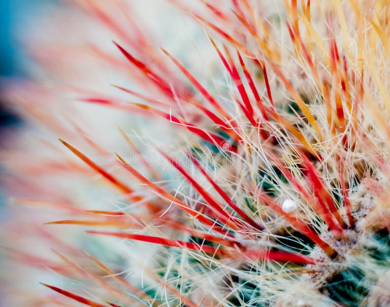Beautiful Macro Shots of Prickly Cactus. Background and Textures Stock ...
