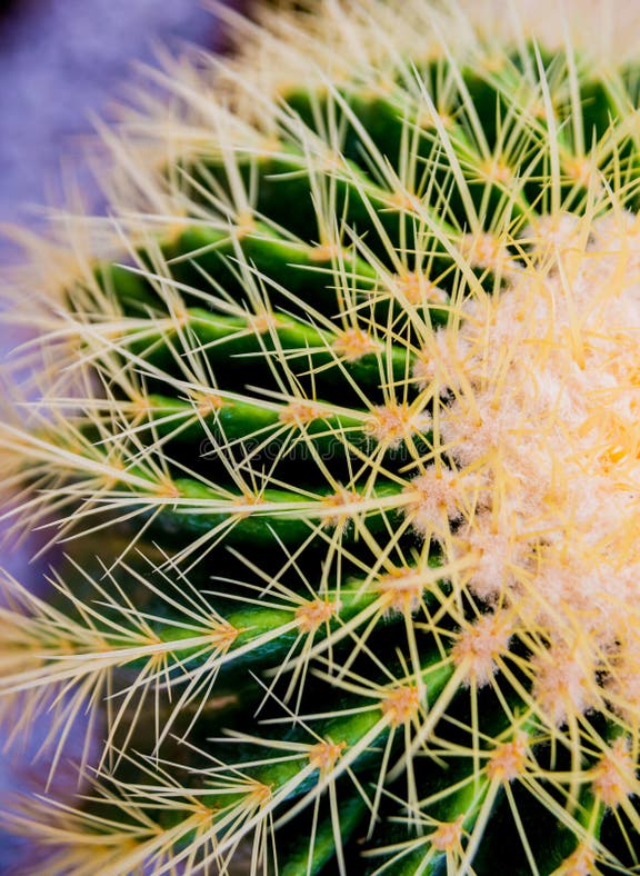 Beautiful Macro Shots of Prickly Cactus. Background and Textures Stock ...