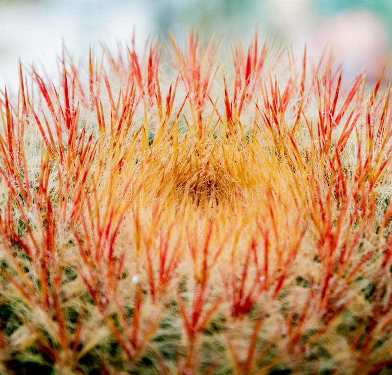 Beautiful Macro Shots of Prickly Cactus. Background and Textures Stock ...