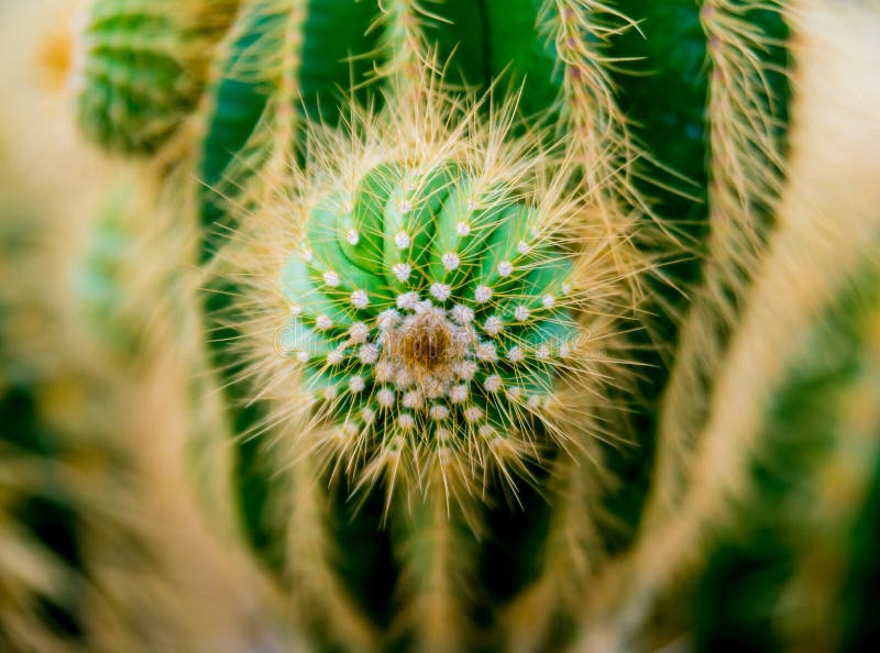 Beautiful Macro Shots of Prickly Cactus. Background and Textures Stock ...