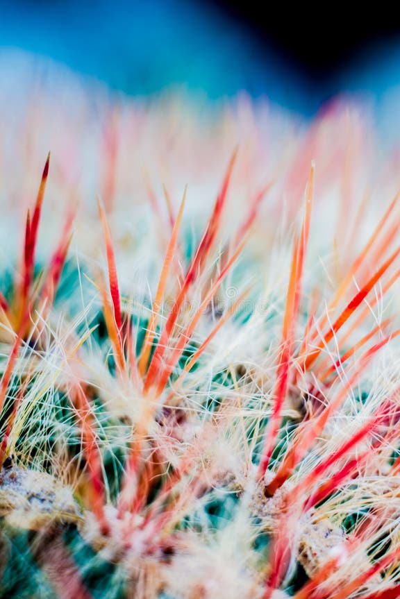 Beautiful Macro Shots of Prickly Cactus. Background and Textures Stock ...
