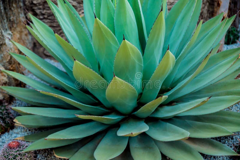 Beautiful Macro Shots of Prickly Cactus. Background and Textures Stock ...