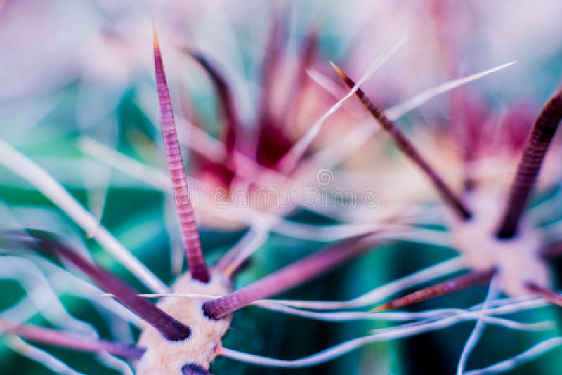 Beautiful Macro Shots of Prickly Cactus. Background and Textures Stock ...
