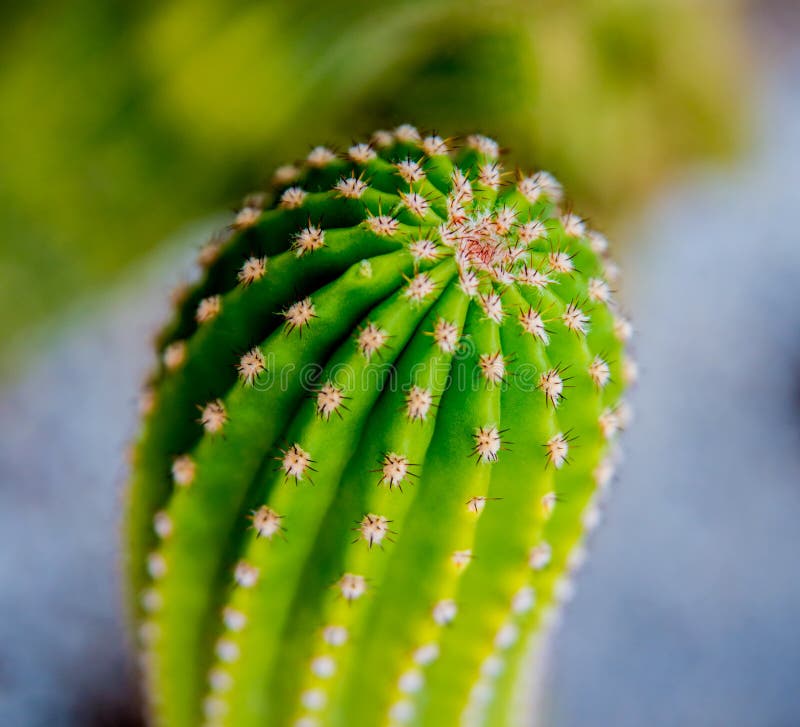 Beautiful Macro Shots of Prickly Cactus. Background and Textures Stock ...