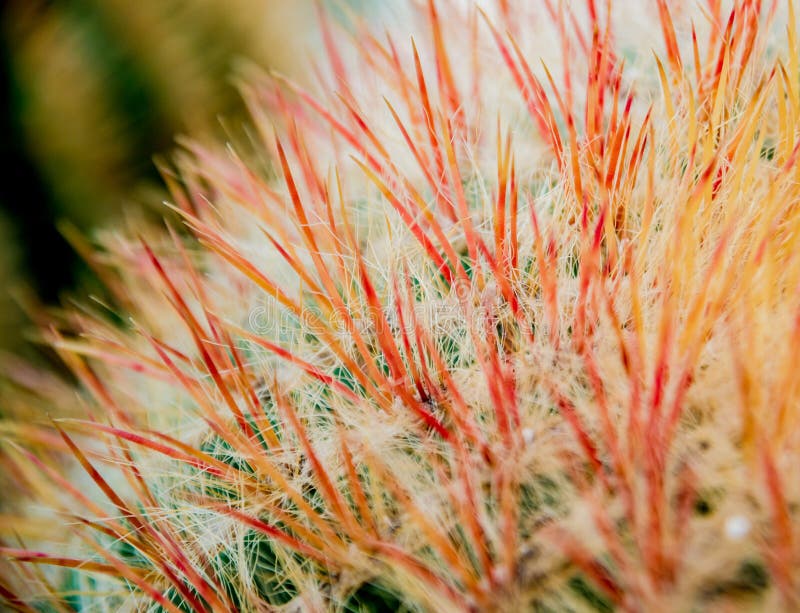 Beautiful Macro Shots of Prickly Cactus. Background and Textures Stock ...