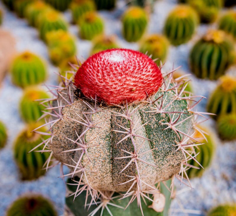 Beautiful Macro Shots of Prickly Cactus. Background and Textures Stock ...