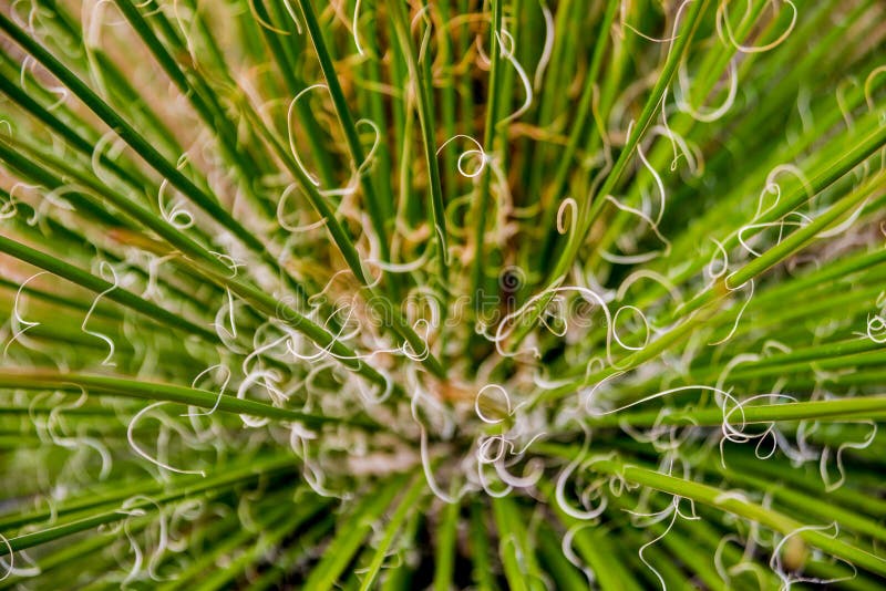 Beautiful Macro Shots of Prickly Cactus. Background and Textures Stock ...