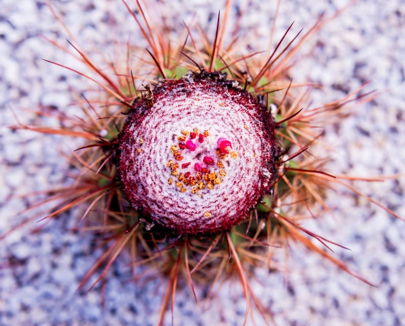 Beautiful Macro Shots of Prickly Cactus. Background and Textures Stock ...