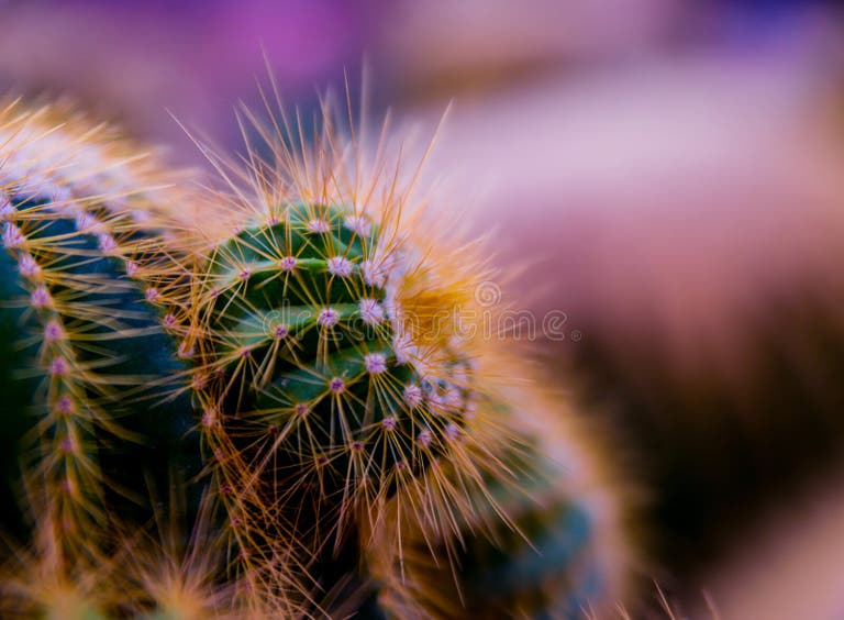 Beautiful Macro Shots of Prickly Cactus. Background and Textures Stock ...