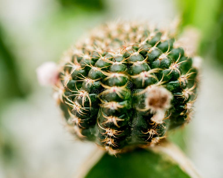 Beautiful Macro Shots of Prickly Cactus. Background and Textures Stock ...