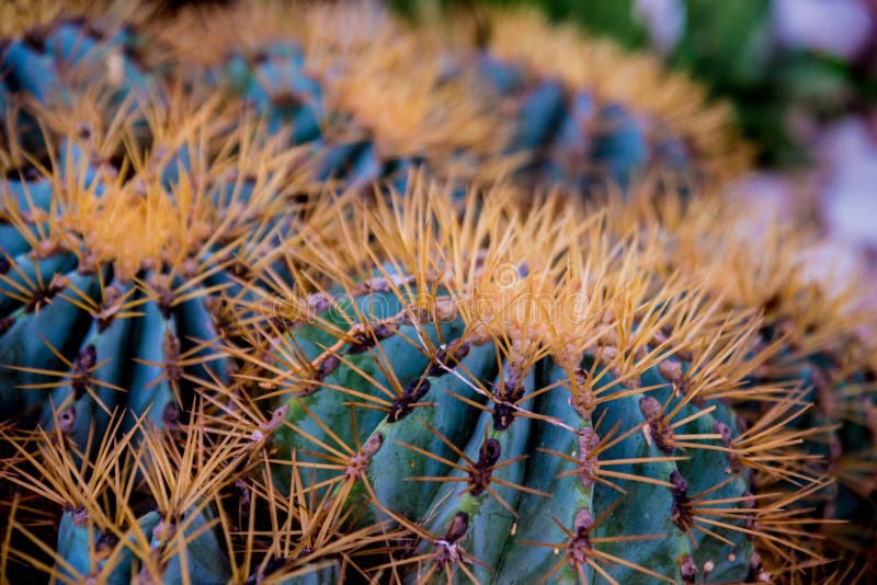 Beautiful Macro Shots of Prickly Cactus. Background and Textures Stock ...