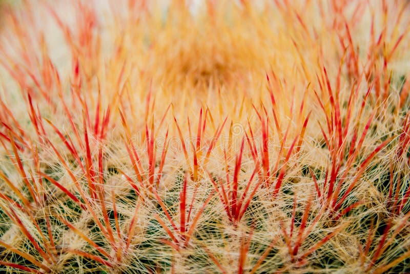 Beautiful Macro Shots of Prickly Cactus. Background and Textures Stock ...