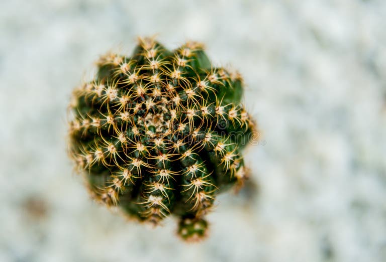 Beautiful Macro Shots of Prickly Cactus. Background and Textures Stock ...