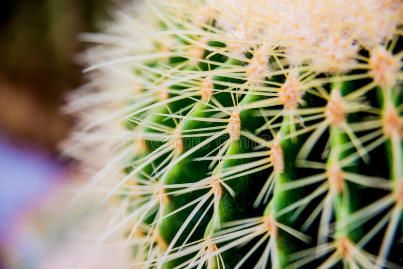 Beautiful Macro Shots of Prickly Cactus. Background and Textures Stock ...